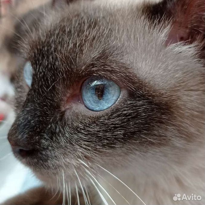 Кошечка Симона