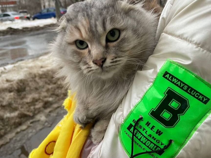 Ищем дом передержку вислоухому коту