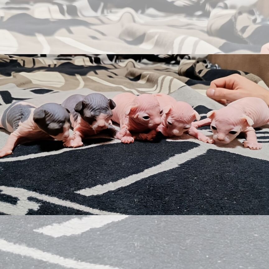 Канадский сфинкс котёнок