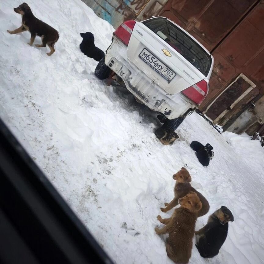 Щенки в добрые руки