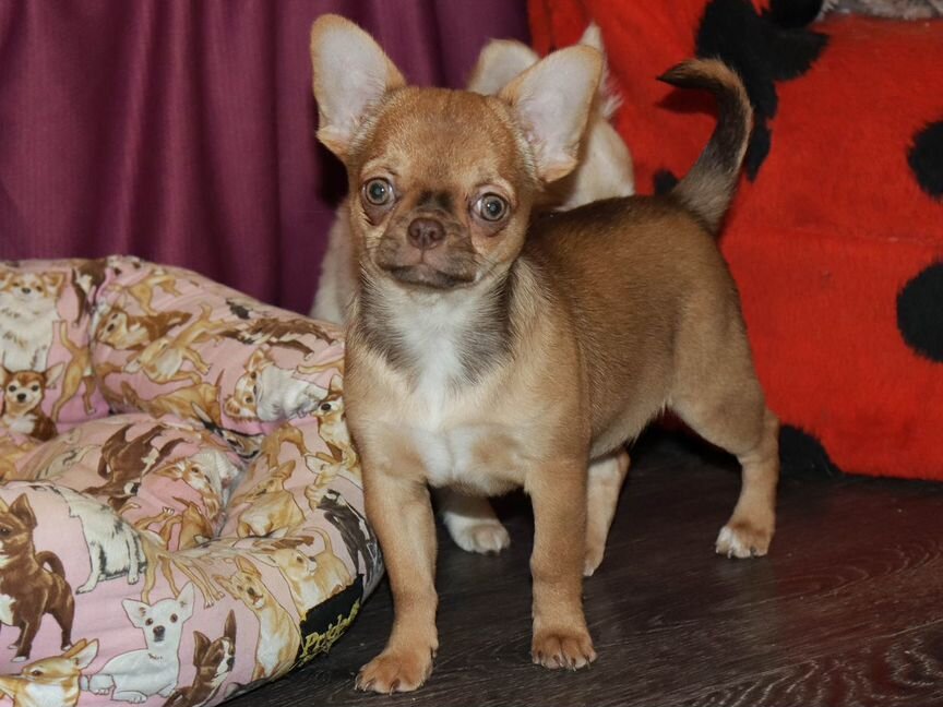 Девочка-Огонёк чихуа 3 мес.с доставкой и видео