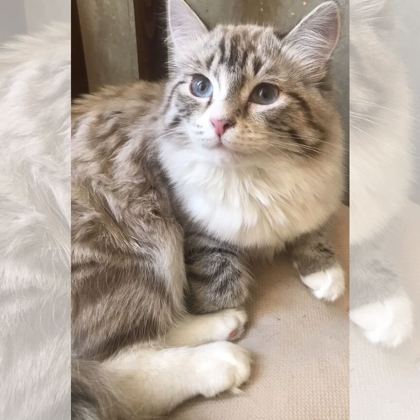Отдам кота в хорошие руки