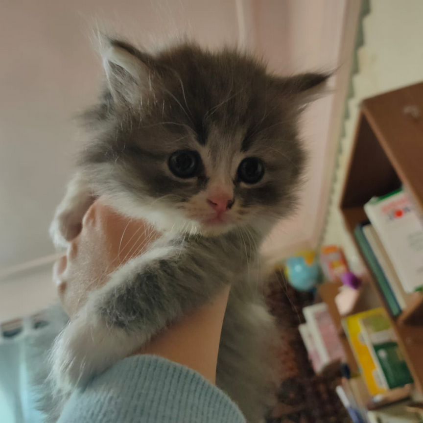 Вислоухие котята