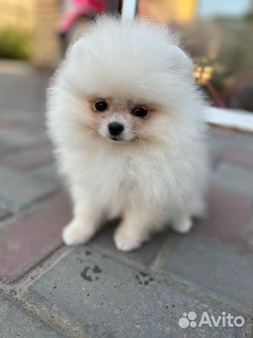 Щенок померанского шпица РКФ
