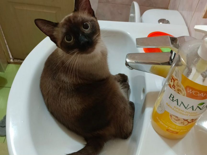 Тайский кот бесплатно