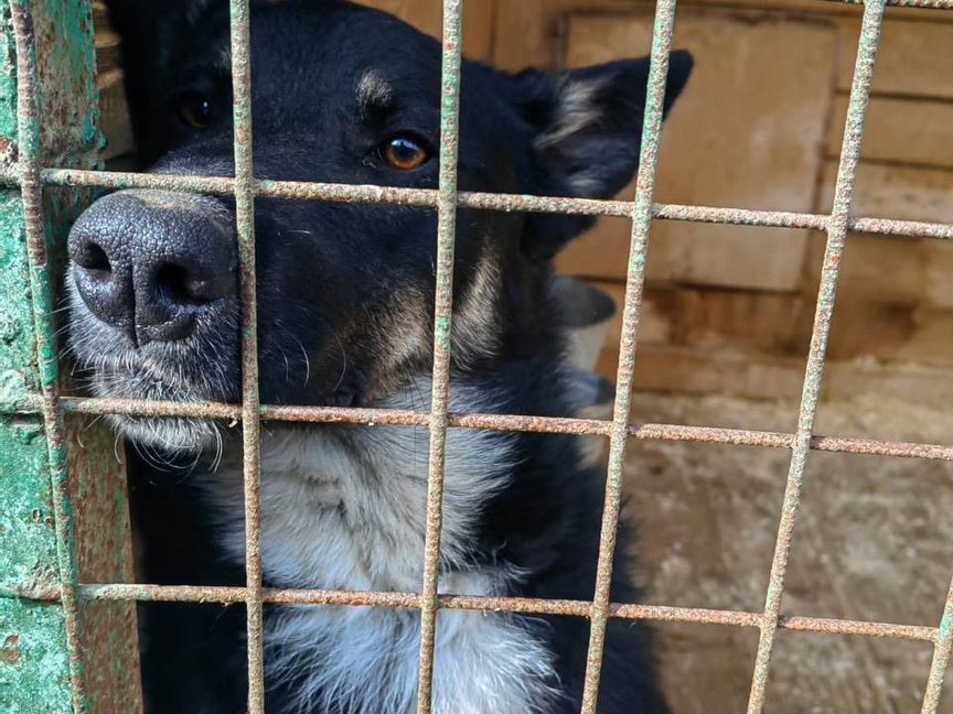 Молодой пес Гектор в поисках дома