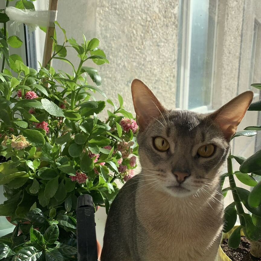 Абиссинский кот