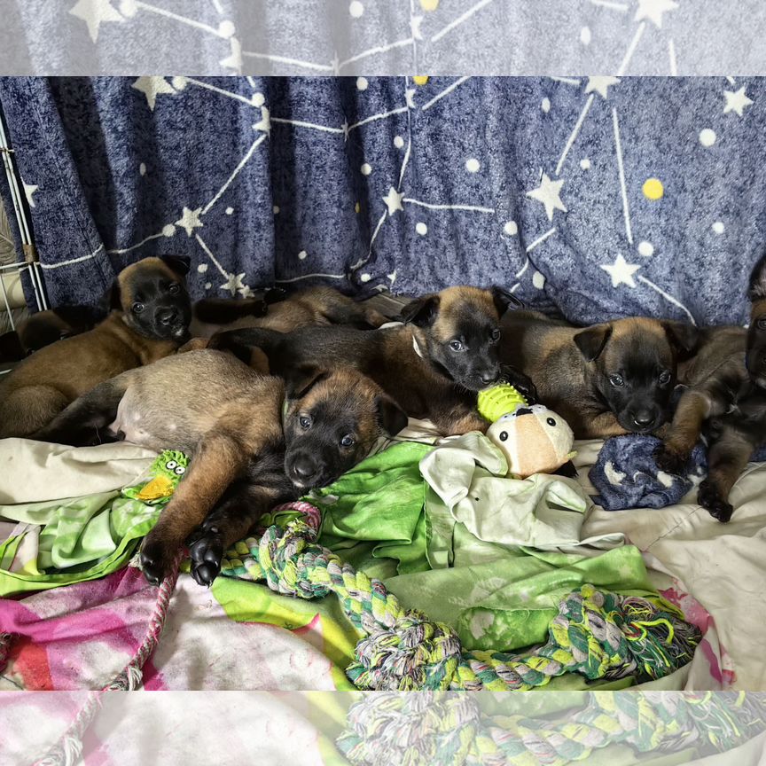 Бельгийская овчарка, щенок