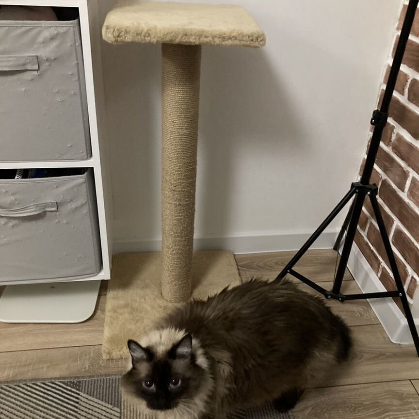 Когтеточка для кошек бу