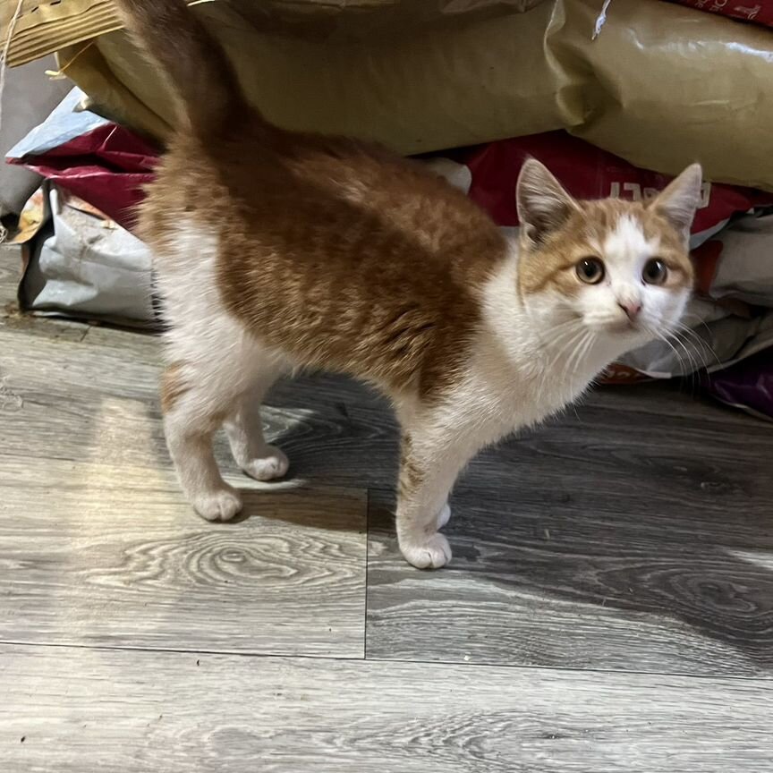 Красивый котенок девочка