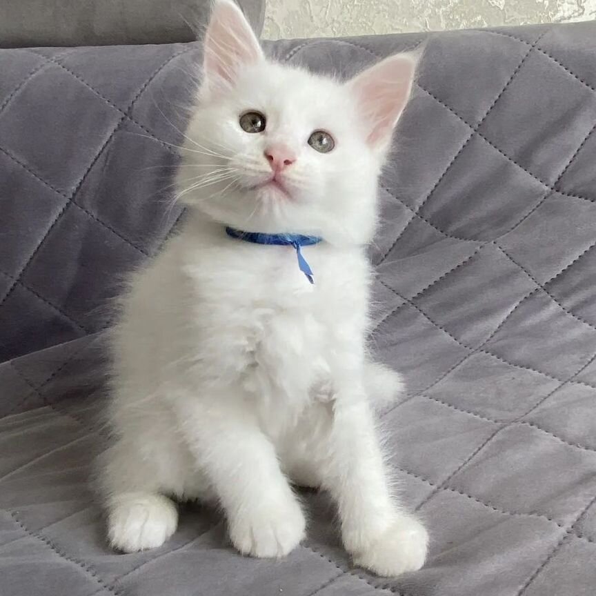 Мейн-кун котёнок