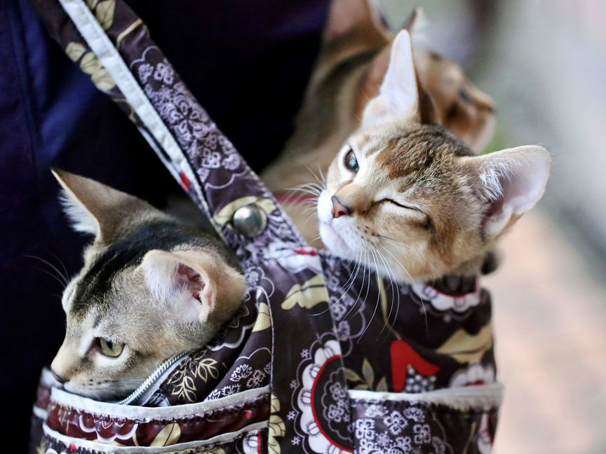 Котята чаузи ласковые