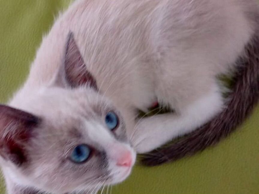 Кошка сноу-шу