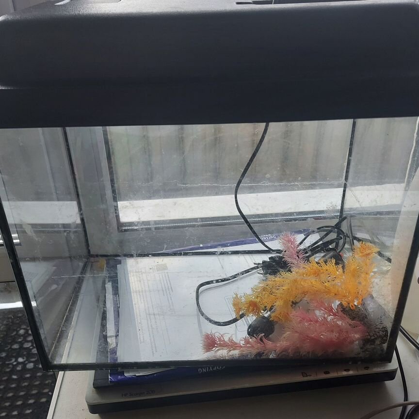 Аквариумные рыбки и растения