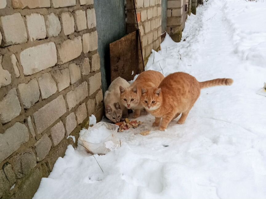 Котята в добрые руки