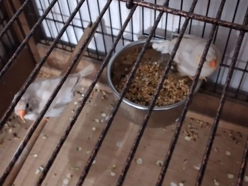 Зебровые амадины