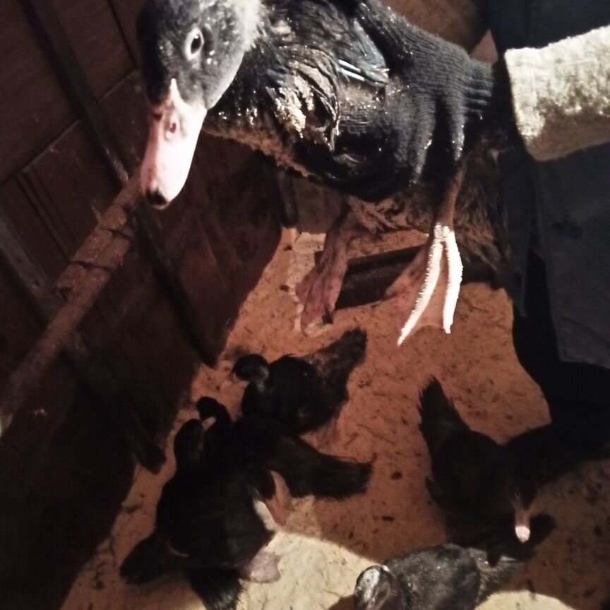 Сельхоз птицы