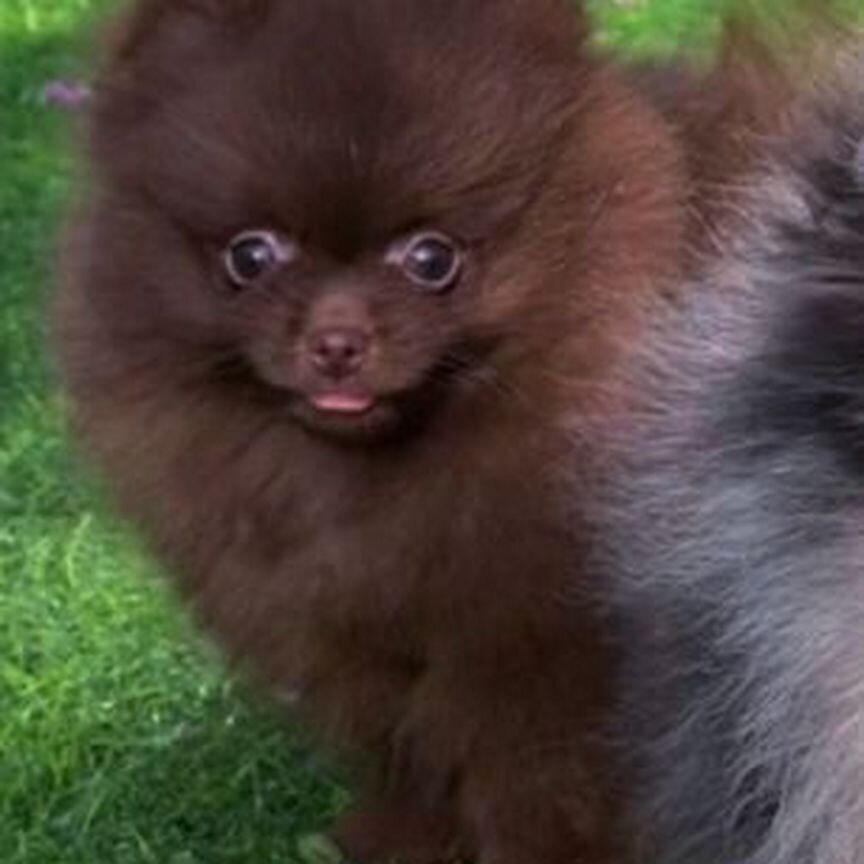 Померанский шпиц мини мишки