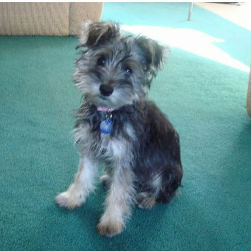 Маленкая собачка