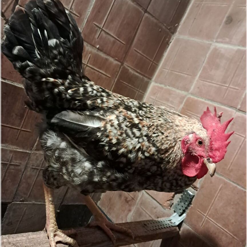 Молодые петушки