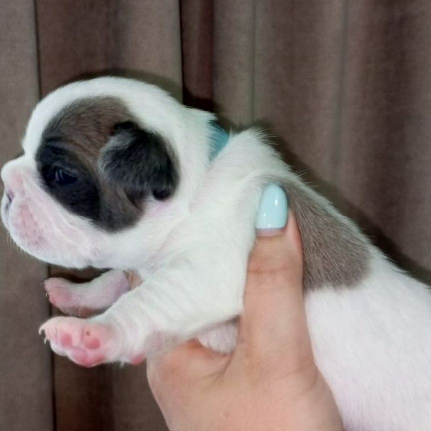 Французский бульдог щенки