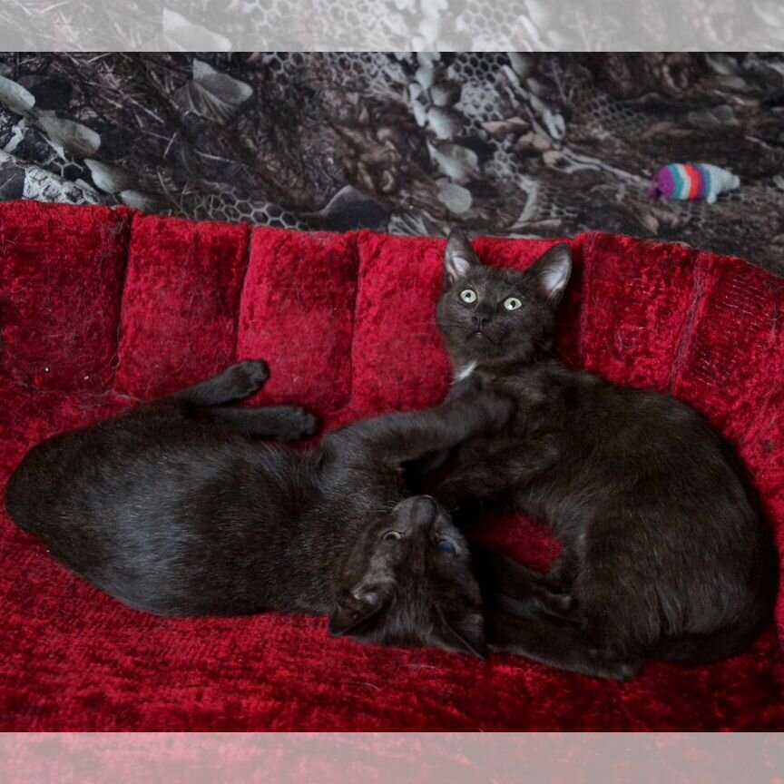 Кошечки 4 мес