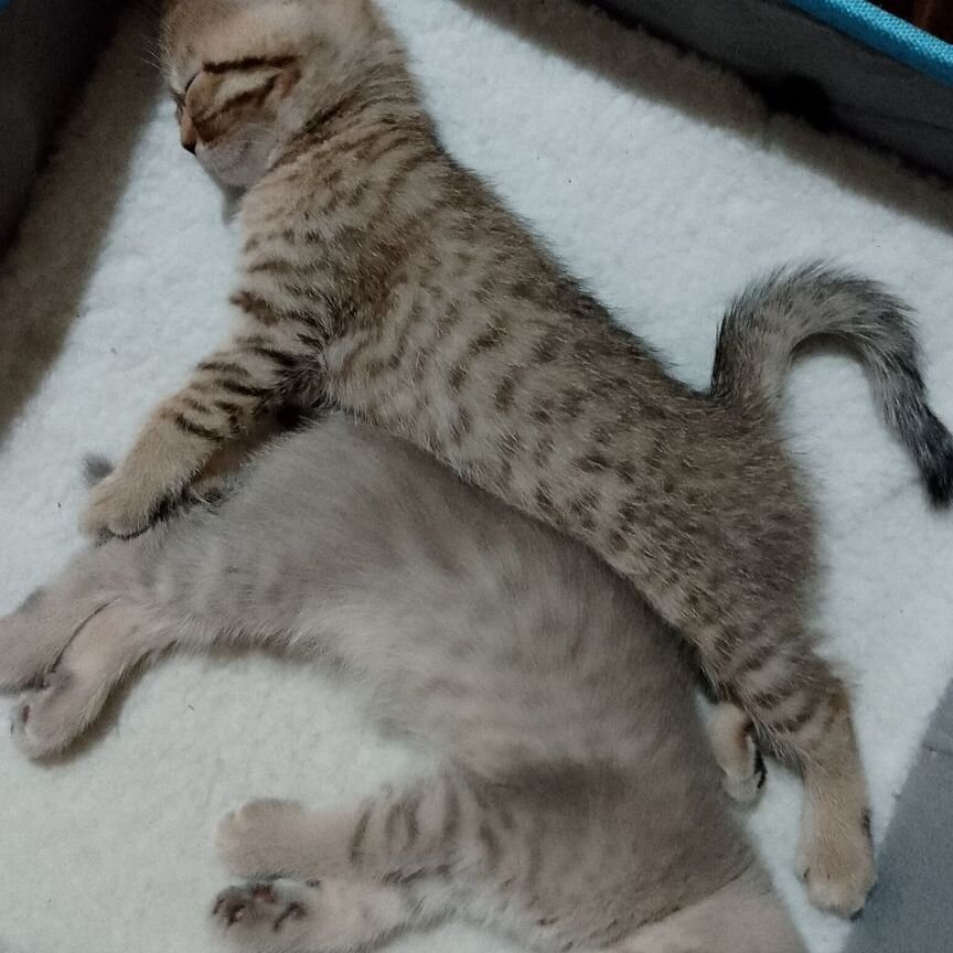 Шотландские вислоухие котята