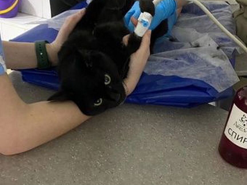 Кошечка из приюта