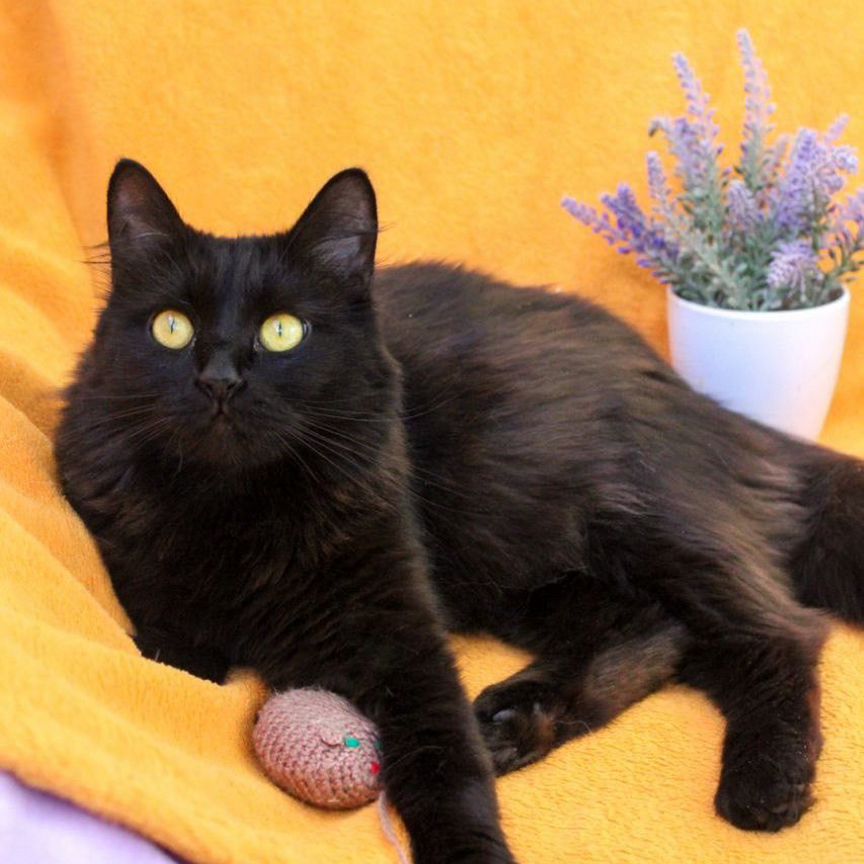 Миюки чёрная пушистая кошка в дар