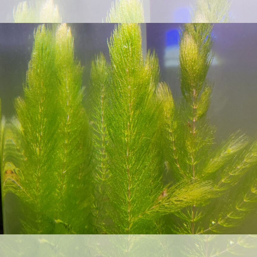 Отдам бесплатно водоросли для аквариума