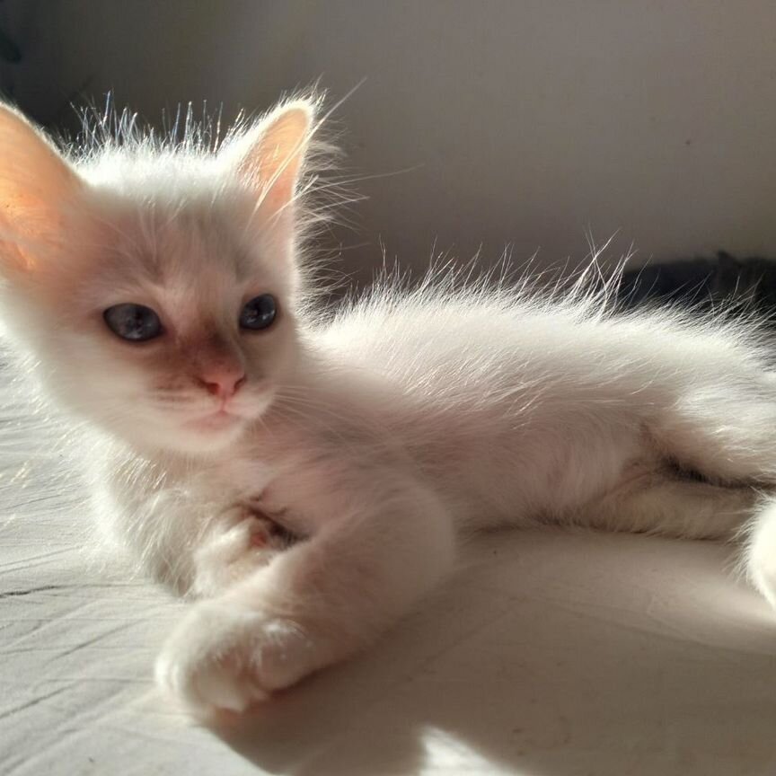 Котенок альбинос