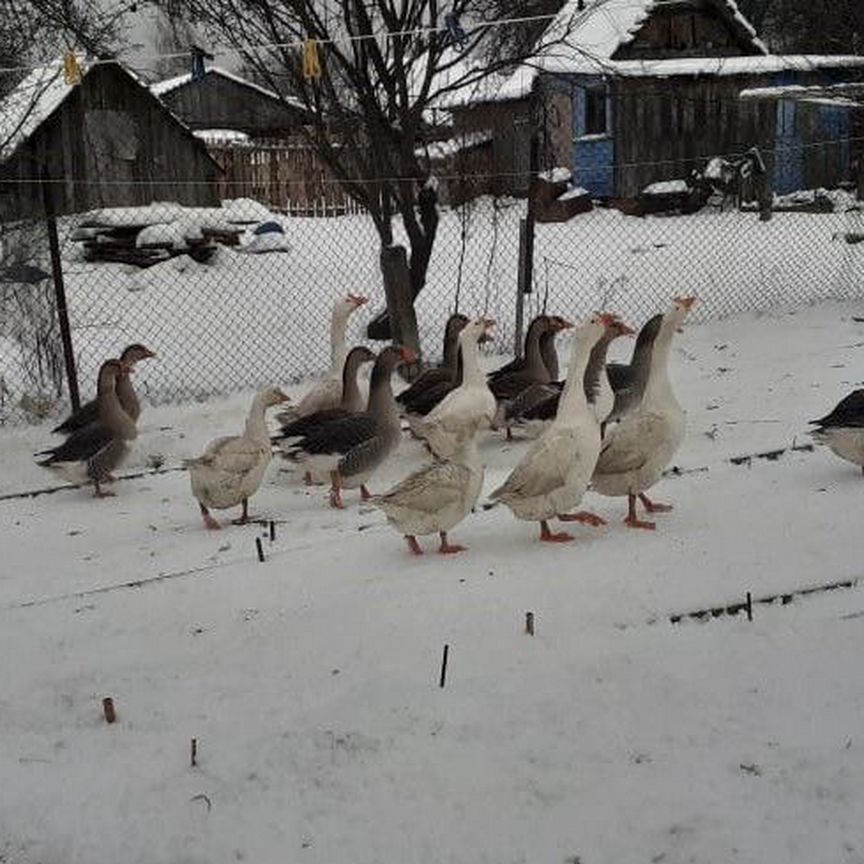 Гуси молодняк (весенний вывод)