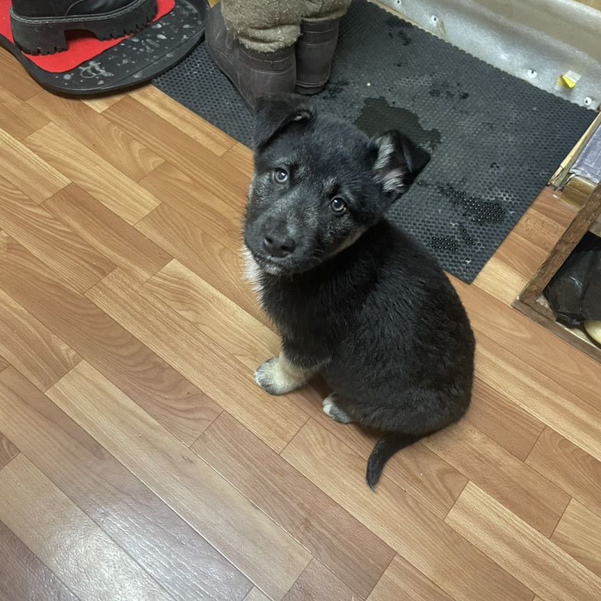 Щенок в добрые руки