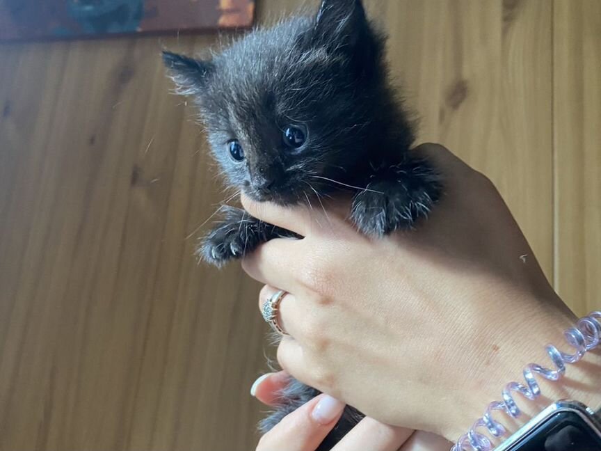Котенок черный