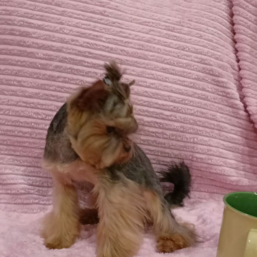 Йорк микрик Вязка