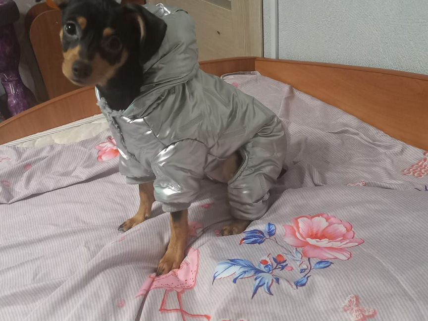 Отдам за шоколадку