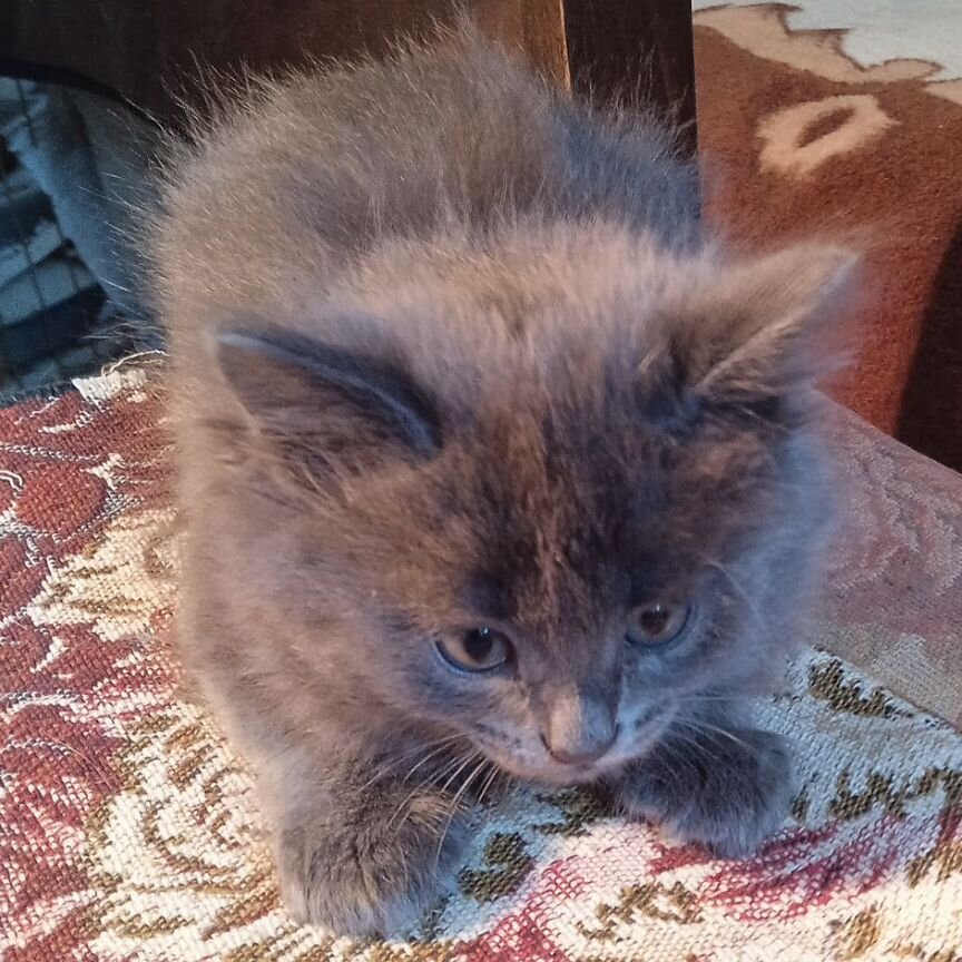 Отдам котят