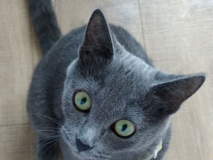 Кошка в дар