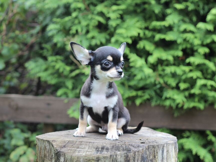 Щенки чихуахуа