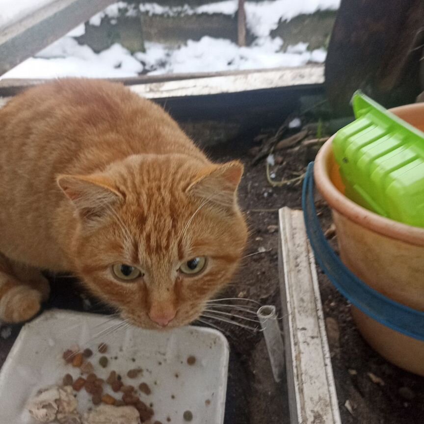 Кот