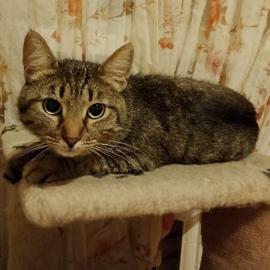 Взрослая, кошка в добрые руки