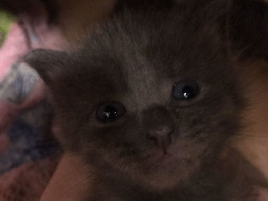 Кошка