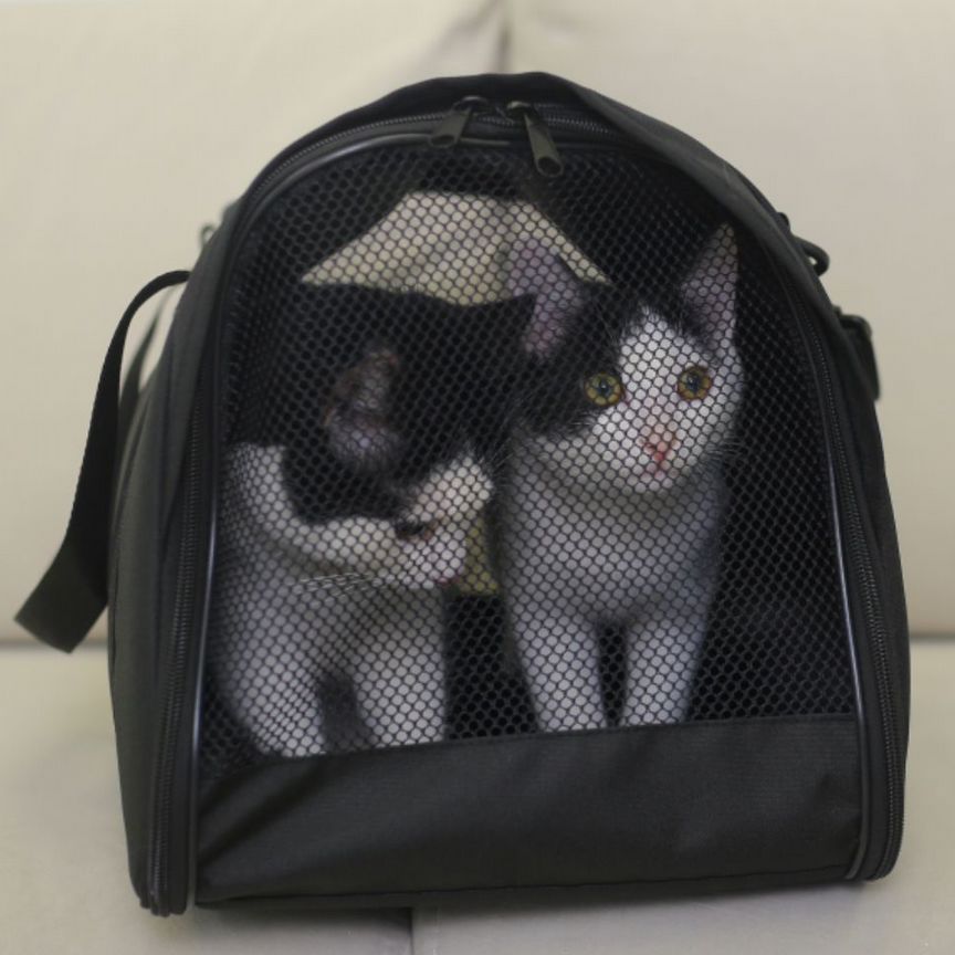 Переноска для больших кошек новая