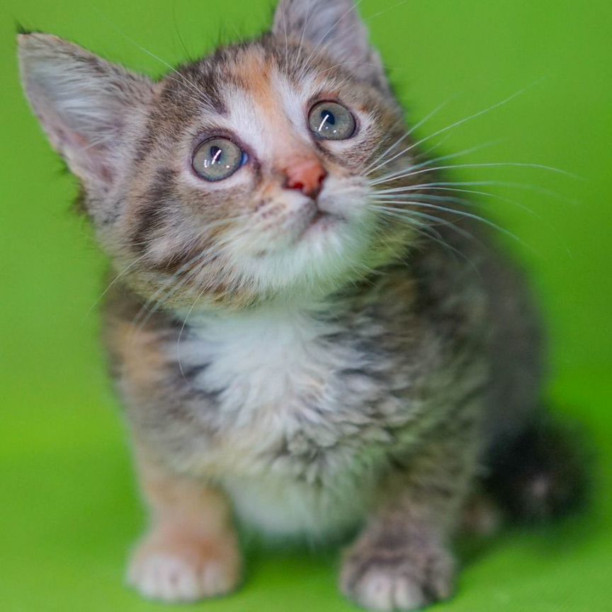 Котята из приюта в дар