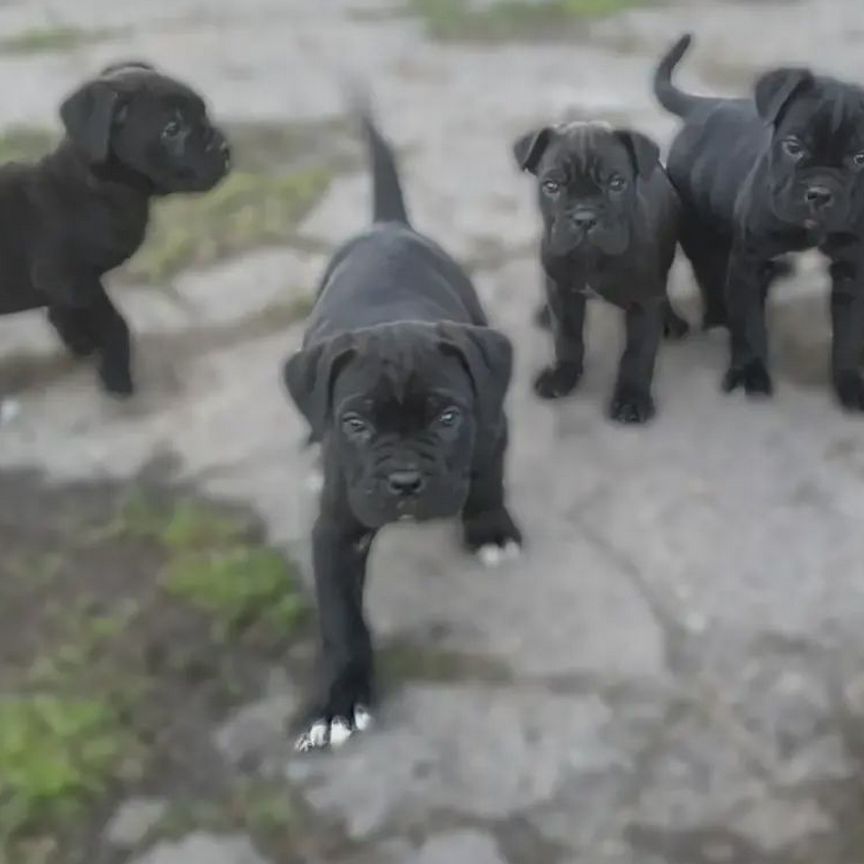 Кане-корсо, щенок