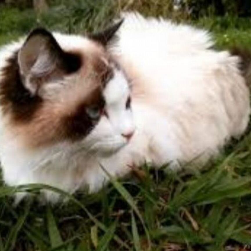 Котята Рэгдолл