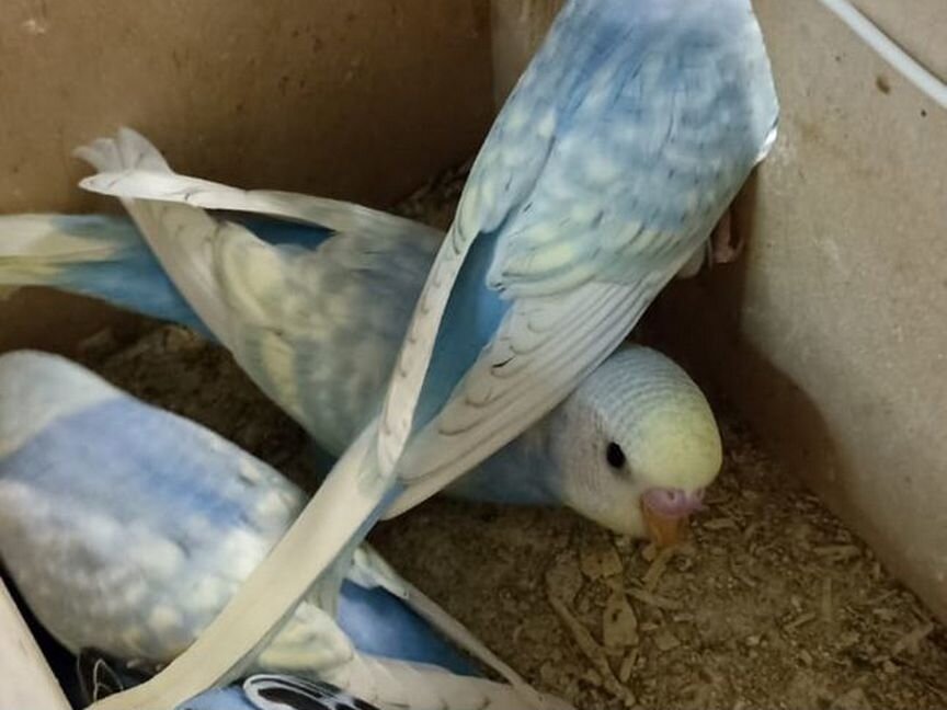 Птенцы волнистых попугаев