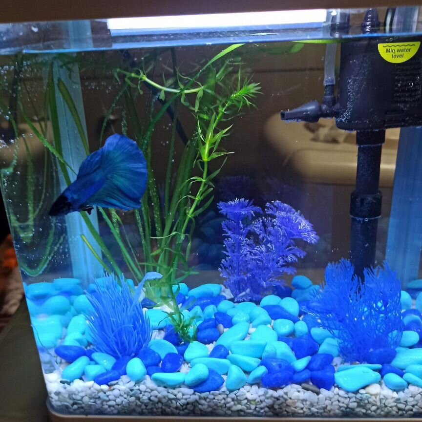 Аквариум с рыбками