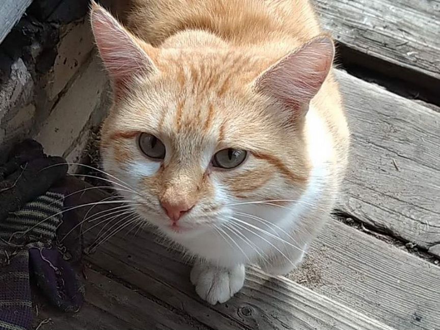 Кот найдёныш