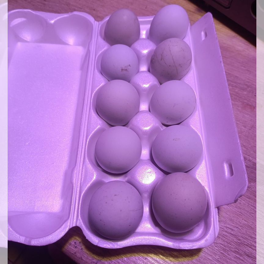 Инкубационное яйцо породистых кур